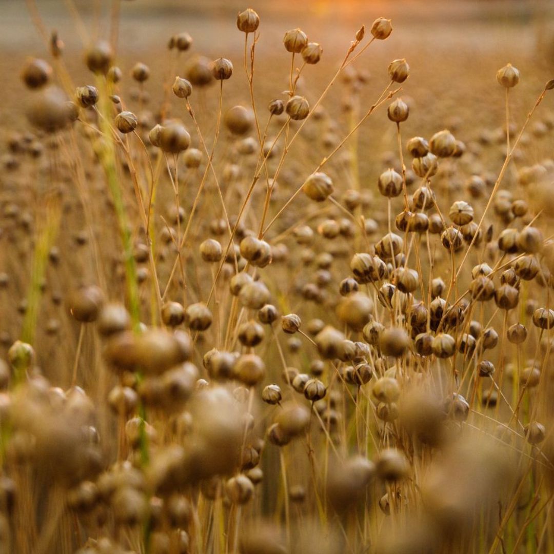 From flax plant to linen yarn